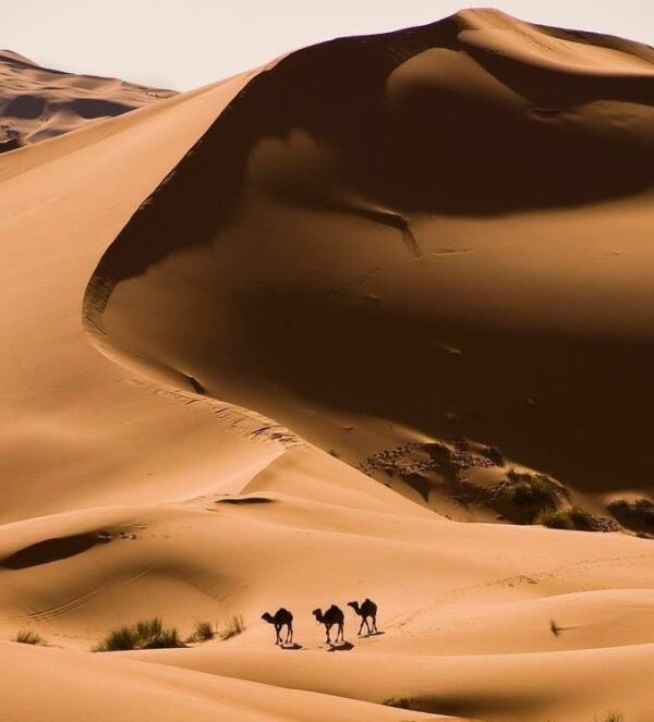 Tours, Events, Camel Treks in the Sahara - Sahara Dreams